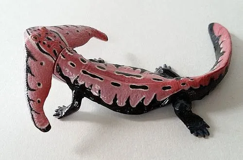 Diplocaulus-花瓣网