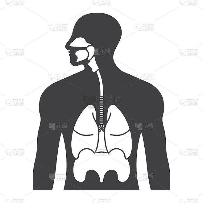 人体呼吸系统或呼吸道平面矢量图标