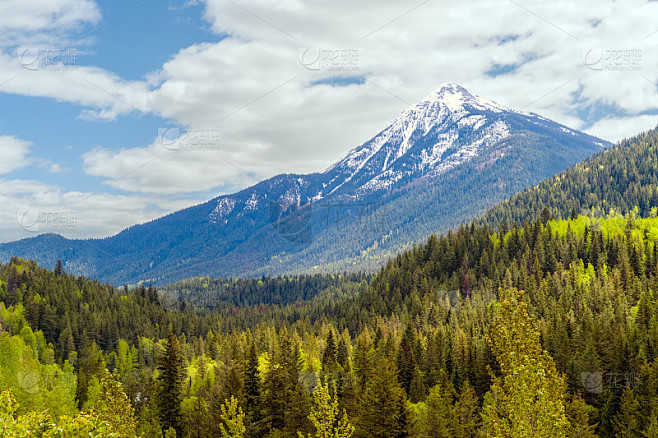 加拿大不列颠哥伦比亚省的彩色森林