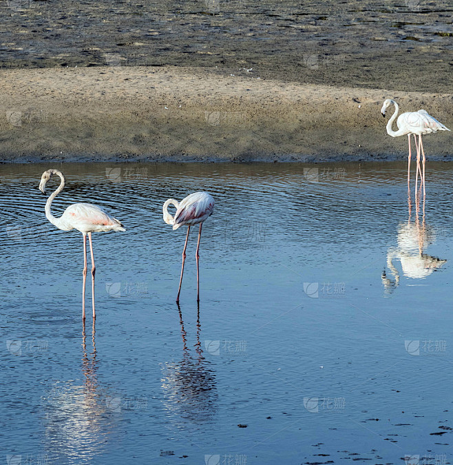 加勒比粉色火烈鸟在Ras al Khor野生动物保护区，这是阿拉伯联合酋长国迪拜的湿地保护区，
