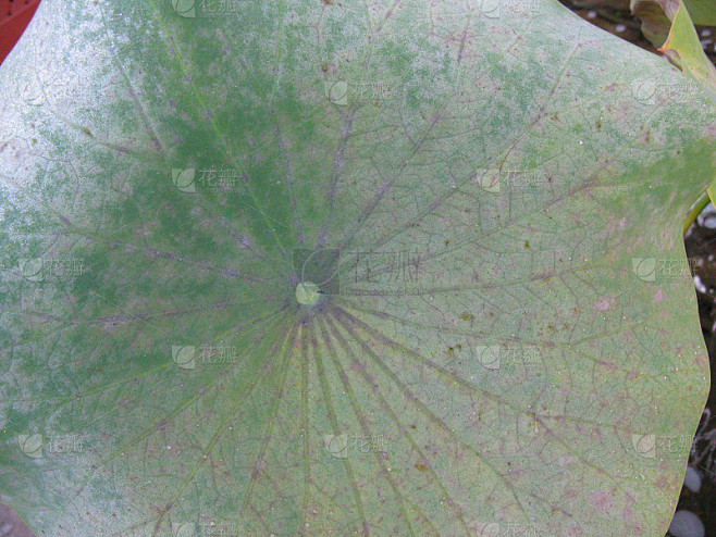 P.Spring白色专辑