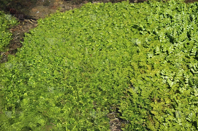 水草在河前面的Potpec素材-花瓣网