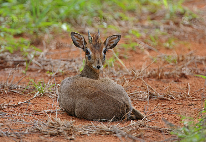 柯克是Dikdik