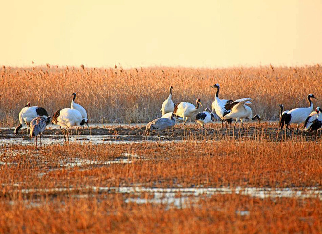 江苏盐城国家级珍禽自然保护区：位于盐城市区正东方向40km，地跨响水、滨海、射阳、大丰、东台五县（市），地理坐标为：东经119°53′45 ...