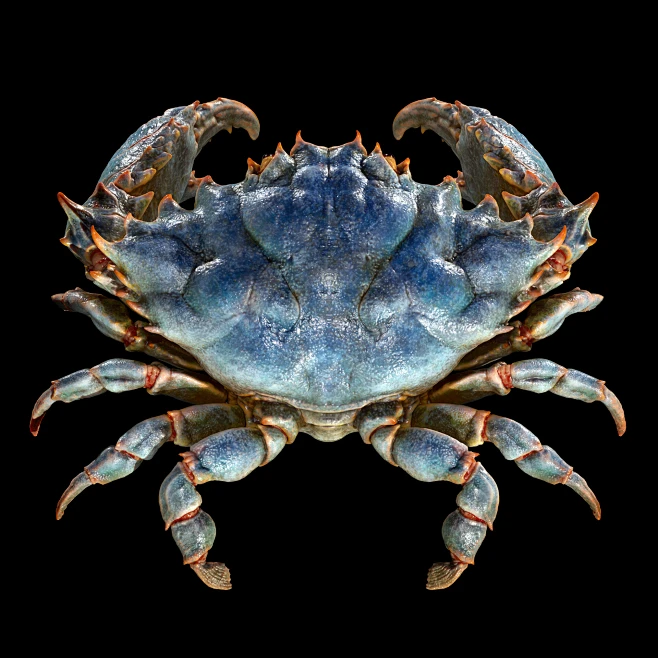 Crab-花瓣网