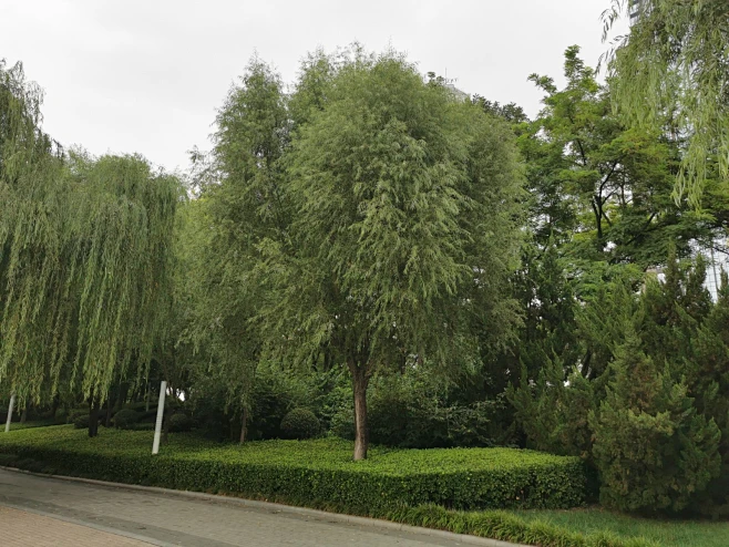 旱柳（柳树）-花瓣网