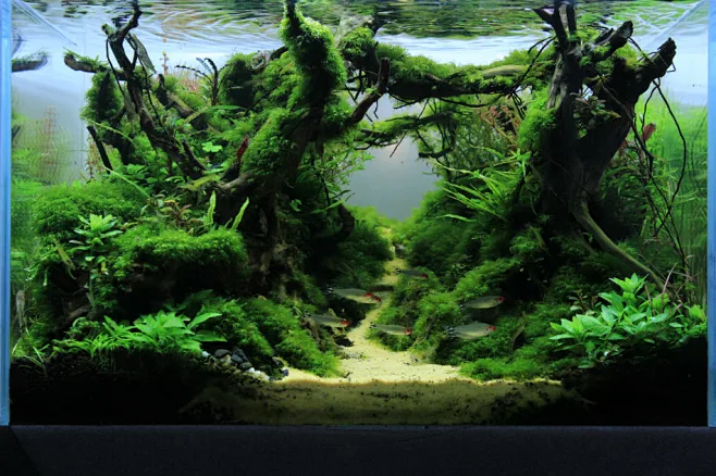 45缸习作《清溪小忆》2016ADA比赛573名 - 水草造景 - CTA南美水族 - Powered by Discuz!-花瓣网