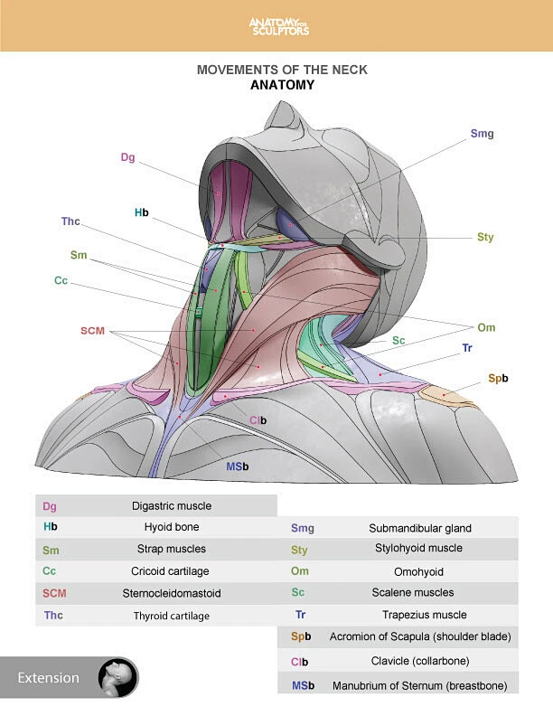 Neck anatomy-花瓣网