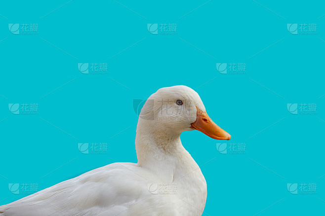 蓝色背景的白色鸭的侧面肖像