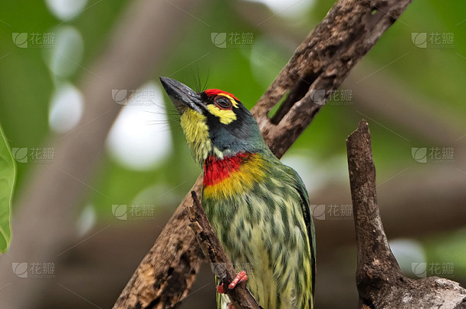 近距离铜匠倒钩鸟栖息在分支孤立的背景