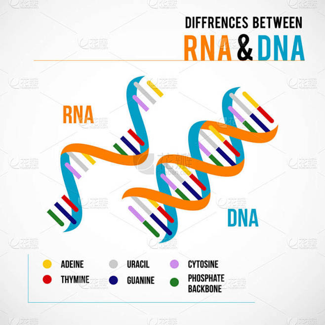 dna 和 rna 载体科学图标螺旋之间的差异