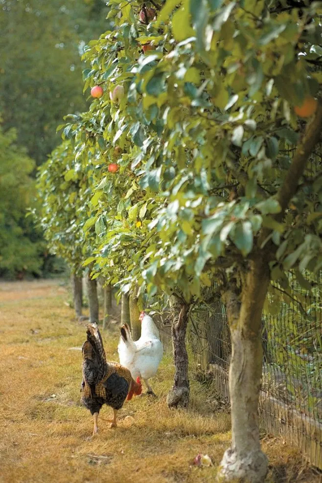 Apple trees are a recommended addition to a chicken garden, providing ...