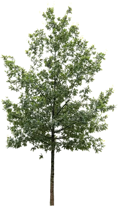 meye quercus robur cut out tree in png-花瓣网