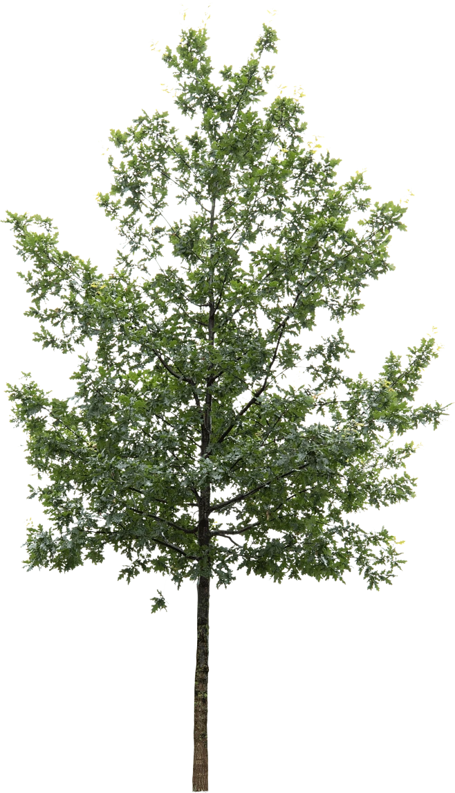 meye quercus robur cut out tree in png-花瓣网