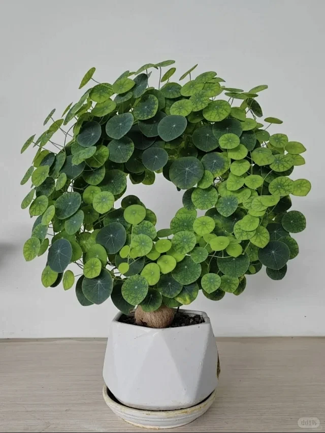 山乌龟 - 小红书搜索-花瓣网