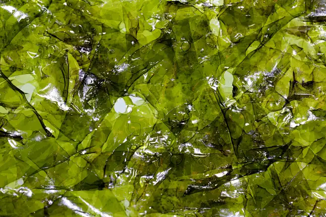 Seaweed-花瓣网