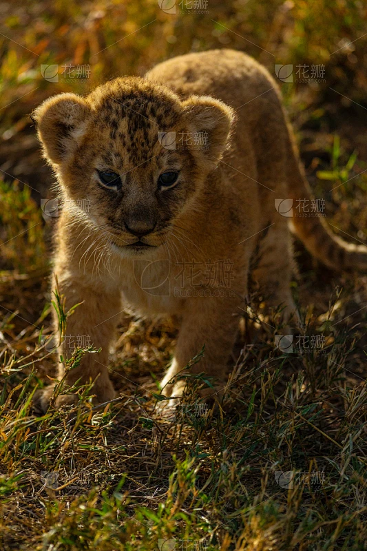 狮子,萨凡纳港市,婴儿,自然,非洲,垂直画幅,野生动物,图像,灌木,野外动物素材-花瓣网