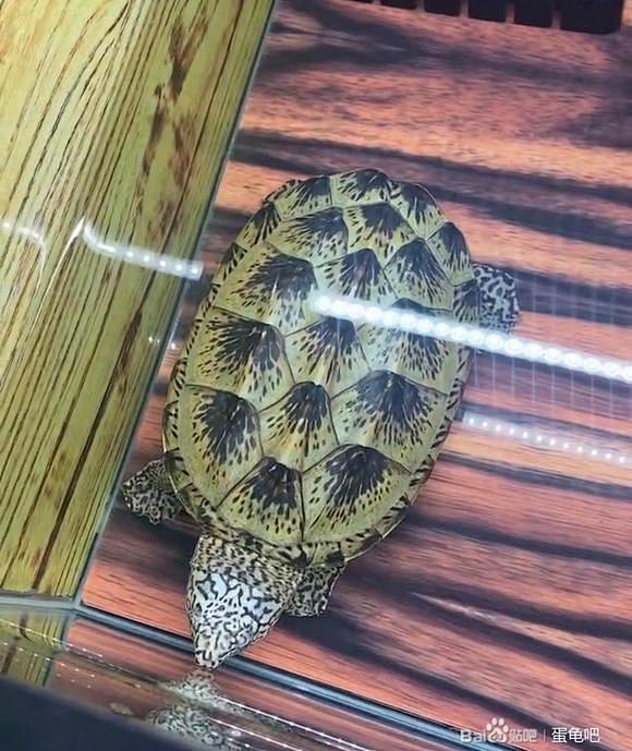 三弦巨型鹰嘴泥龟【墨西哥巨蛋】 别名：墨西哥巨型麝香、龟墨蛋、巨蛋、巨麝香等 学名：Staurotypus Triporcatus