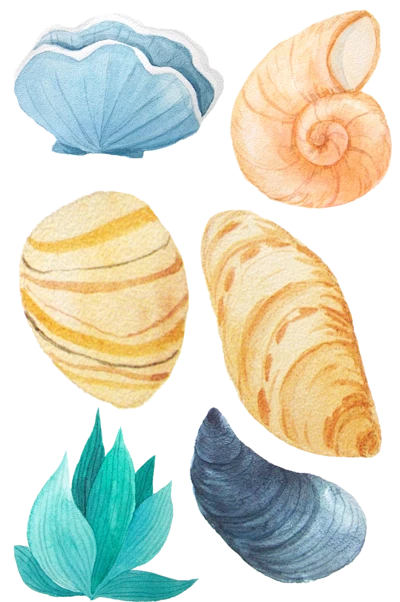 【米图网-52mitu.com】海螺 海洋 贝壳 插画海螺-花瓣网