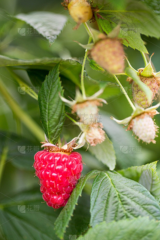 有机成熟的红树莓在灌木丛。