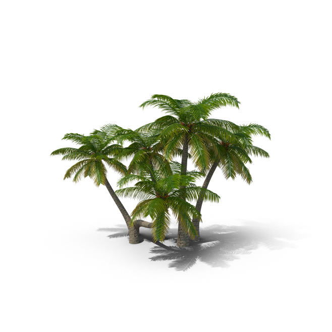 Palm Trees.H03.2k 2
