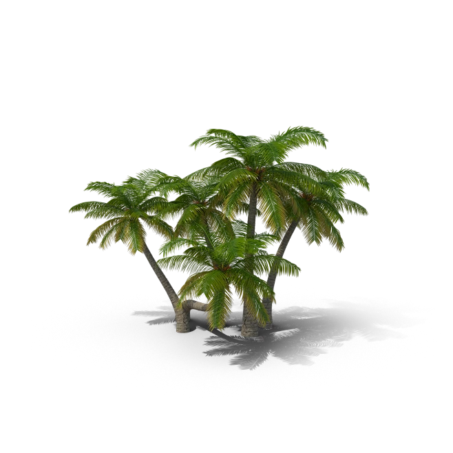 Palm Trees.H03.2k 2-花瓣网