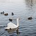 Toulouse Goose Bird Duck Domestic Goose PNG - Free Download-花瓣网