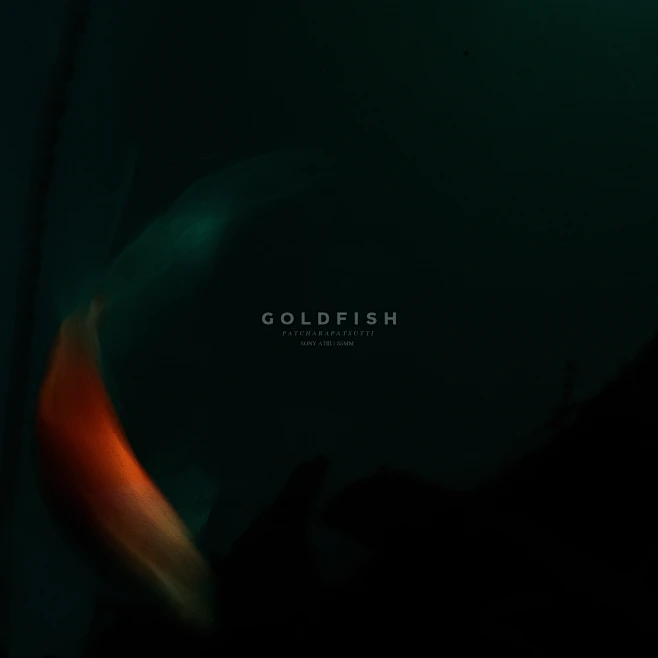 Behance 上的 GOLDFISH-花瓣网