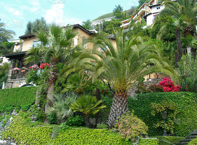 郁郁葱葱的花园