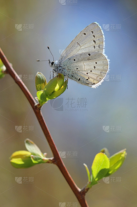 冬青(Celastrina argiolus)