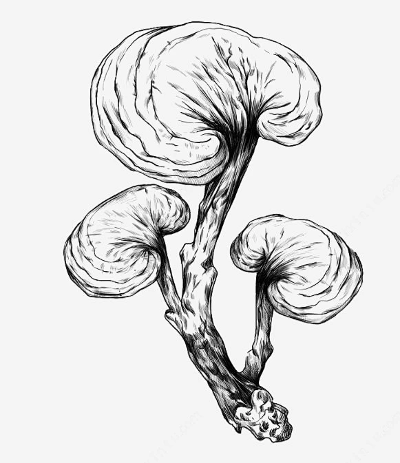 手绘药草线稿7png免抠素材_新图网 https://ixintu.com 手绘 热带植物 树叶 花朵-花瓣网