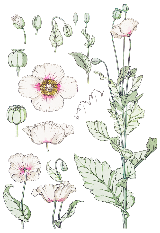 YUKI-MPV插画植物 (79)