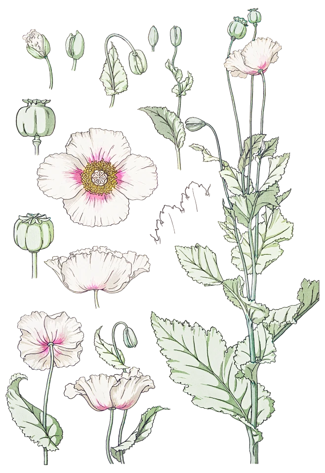 YUKI-MPV插画植物 (79)-花瓣网