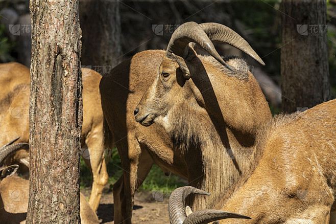 巴巴里羊(Ammotragus lervia)或aoudad是原产于北非落基山脉的一种羊。