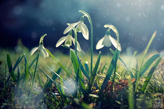 Photograph just like every year by Melanie Miedler on 500px-花瓣网