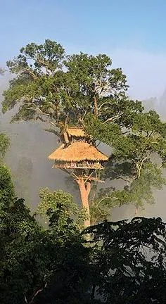 Home - Gibbon Experience, Bokeo Province (West of Luang Phrabang, closer to the Thailand's ...