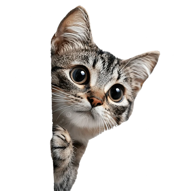 其中包括图片：Gato Asomándose Desde El Marco PNG ,dibujos Gato, Marco, Mirando ...