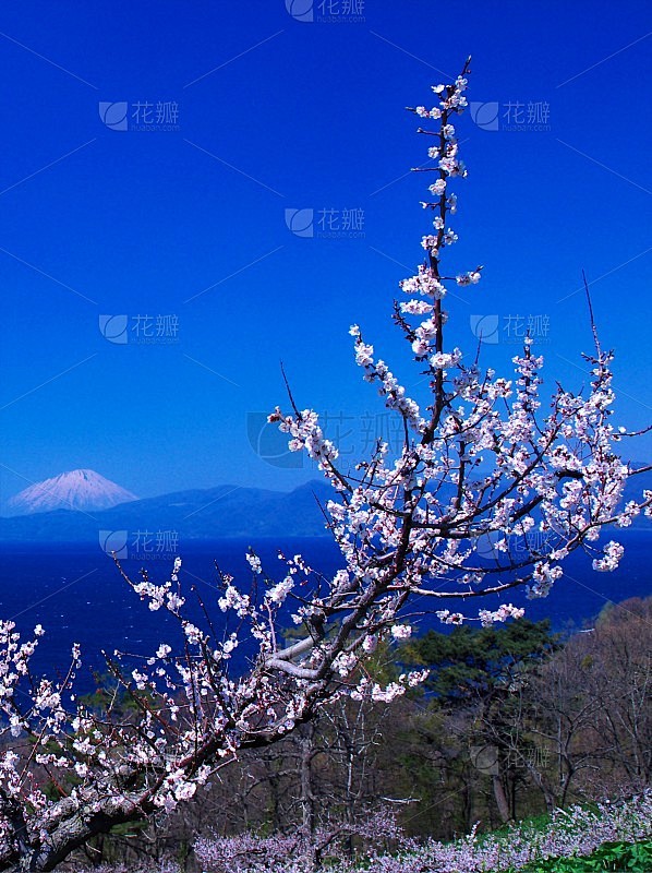 托雅湖的壮丽景色，它渴望Ezo Fuji