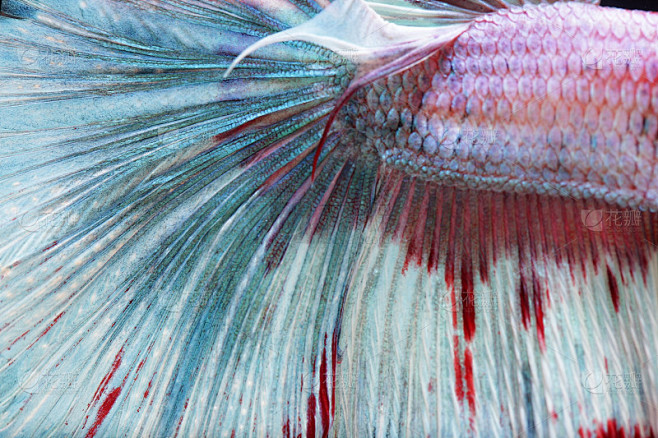 这是暹罗斗鱼的特写，它叫Betta splendens Pla-kad