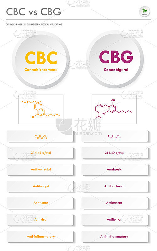 CBC vs CBG, Cannabichromene vs Cannabigerol垂直商业信息图