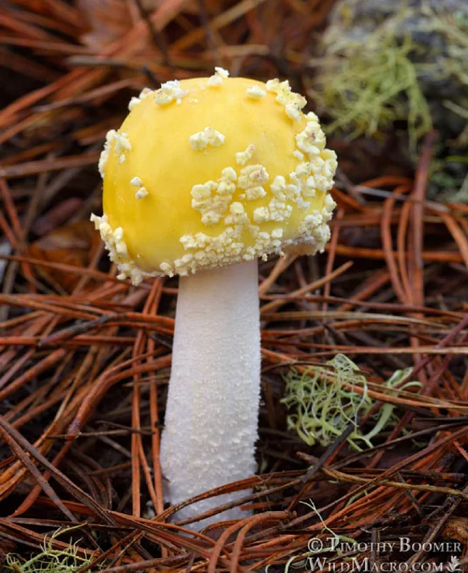 大自然裡的小精靈們 fr/Tim Boomer -花瓣网