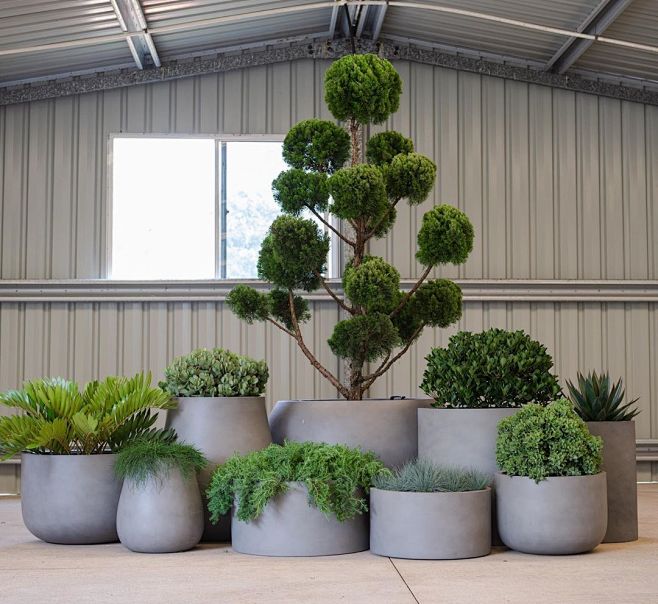 Exotic Nurseries on Instagram_ “One of our most liked pot clusters of ...
