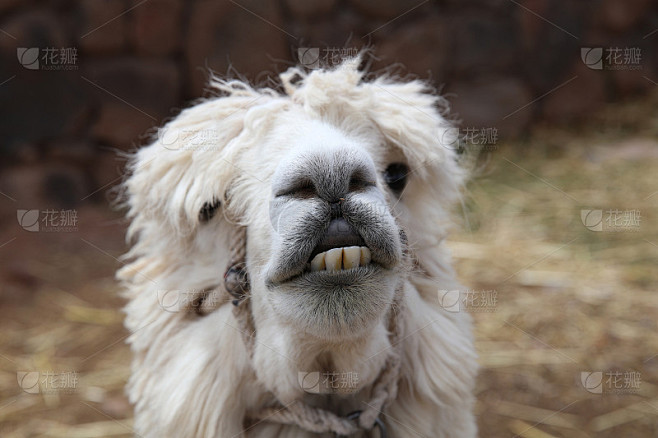 喇嘛(Lama glama)在秘鲁。南美