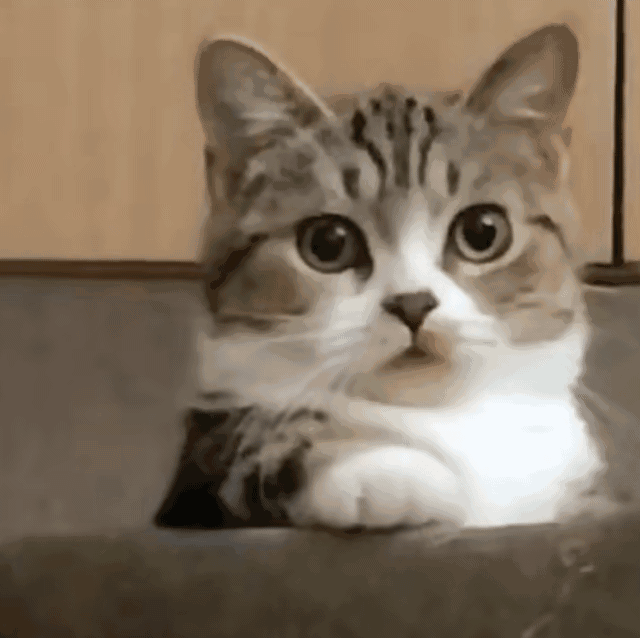 猫 表情包-花瓣网