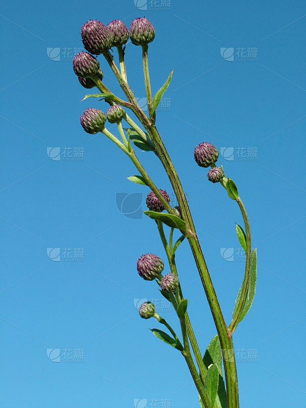 苣苦菜