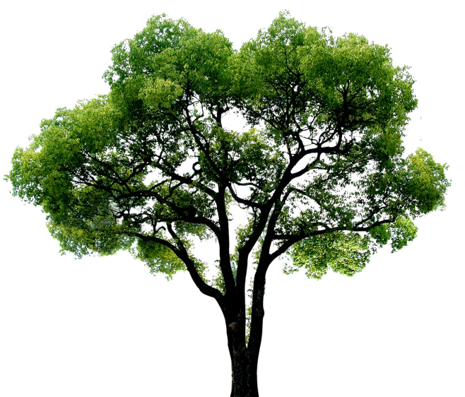 特选香樟-花瓣网