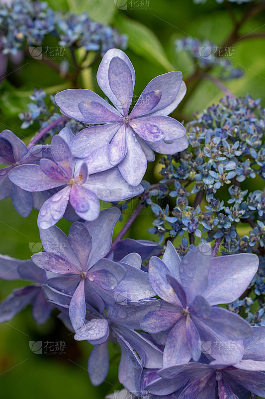 初夏花园里的紫色绣球花