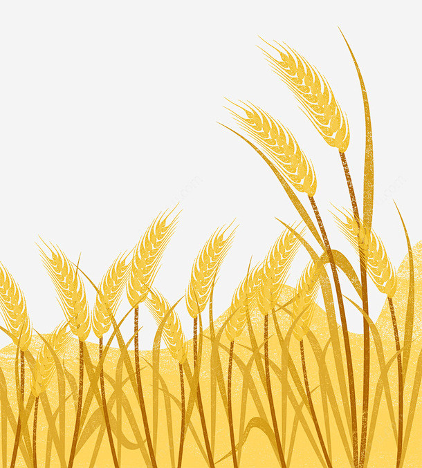 手绘金黄麦穗芒种节气插图_新图网ixintu.com