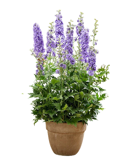 image-removebg-preview (6)-花瓣网