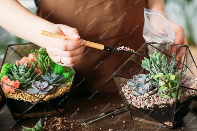 diy-florarium-housewife-hobby-leisure-cropped-shot-woman-planting ...